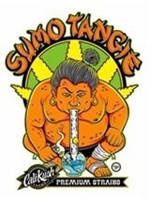 X Large Sumo Tangie Shirt (XL) - The Kind Center